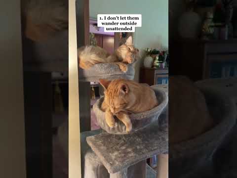 Three reasons why Iām an animal abuser, according to people on the internet | @catladytails