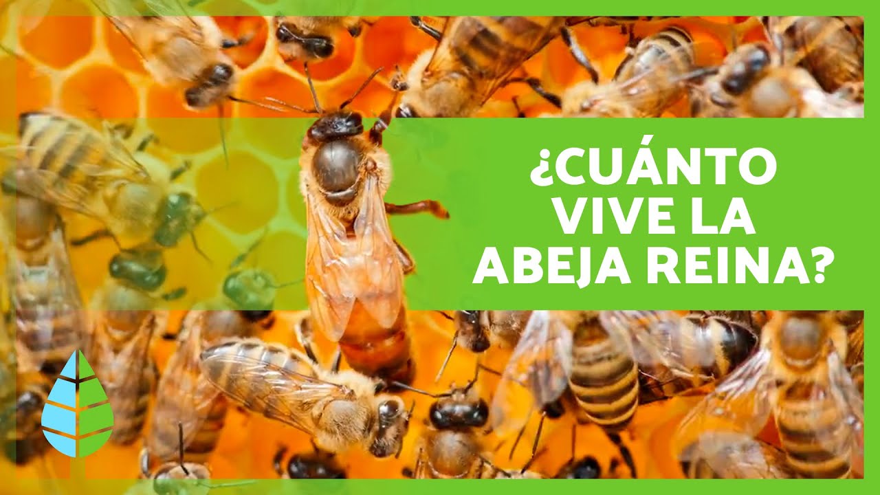 What is the QUEEN BEE like? 🐝👑 | Size, Functions and Life Cycle of the QUEEN BEE 🍯