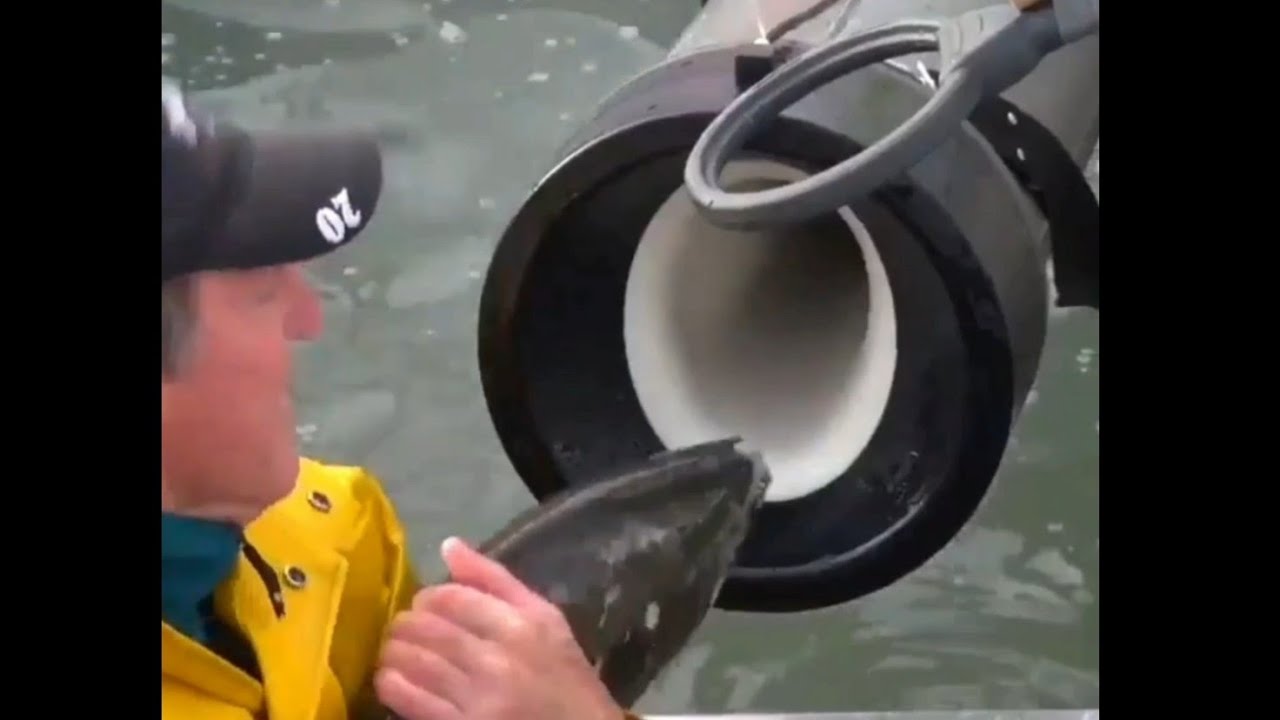 cannonball fish