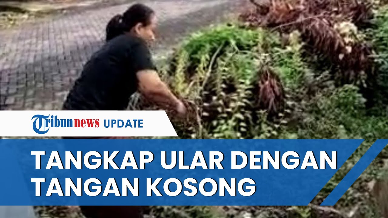 Viral Emak-emak Tangkap Ular Piton 3 Meter dengan Tangan Kosong, Pernah ... Viral Emak-emak Tangkap Ular Piton 3 Meter dengan Tangan Kosong, Pernah ...