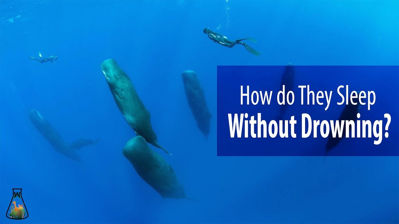 How do Whales and Dolphins Sleep Without Drowning?