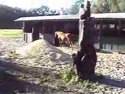 Reining in the Horses