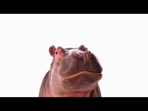 Hippo Commercial. | Pogue Mahone Blog.