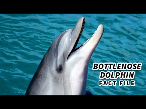 Bottlenose Dolphin Facts: ANIMALS that use TOOLS! 🐬 Animal Fact Files