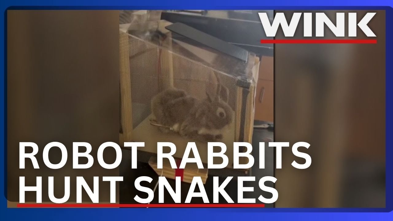 Robotic Rabbits A new hope against Everglades' python threat