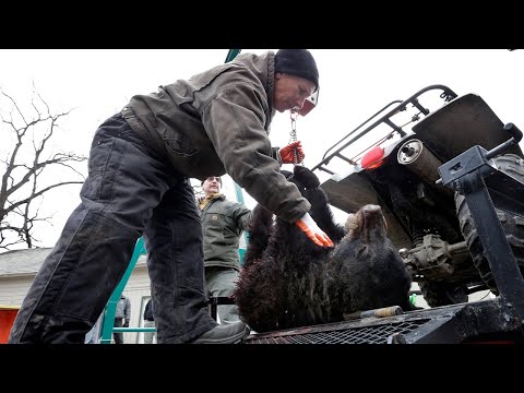 New Jersey's bear hunting season opens to archery