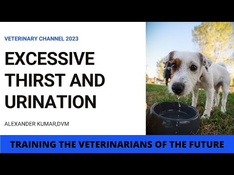 The Causes And Diagnosis Of Excessive Thirst And Urination In Dogs.