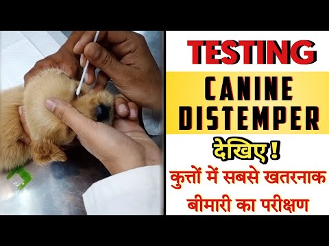 HOW TO PERFORM TEST TO IDENTIFY CANINE DISTEMPER VIRUS -DEMONSTRATION🎦||