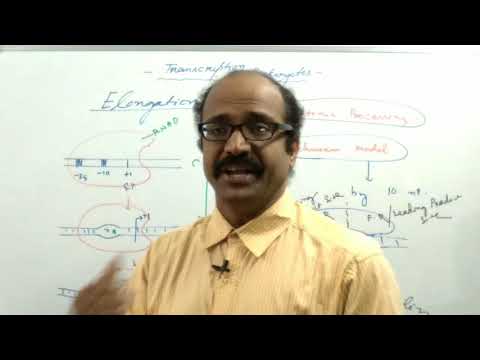 ELONGATION OF TRANSCRIPTION IN PROKARYOTES