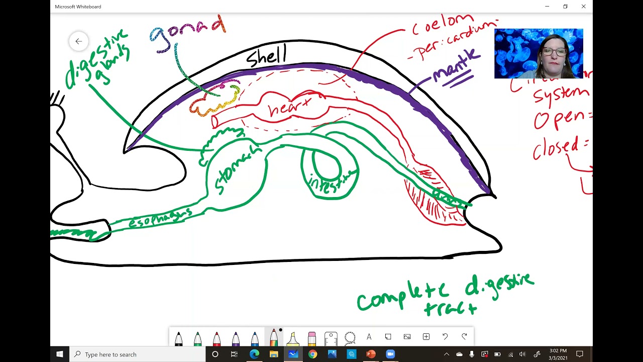 Generalized Mollusc Body Plan