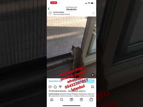 Akordiyon sürme kedi sineklik