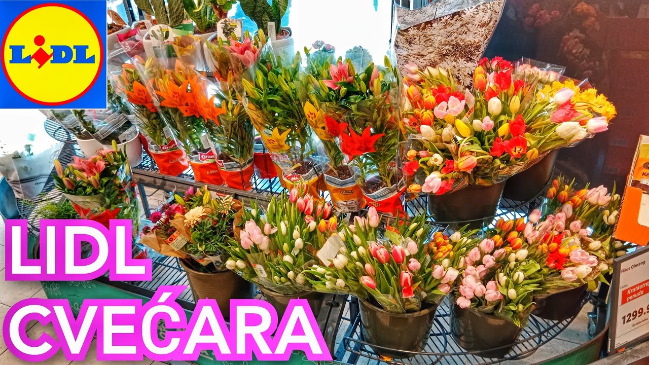 Lidl Cvećara Ponuda Cveća Uoči 8. Marta - Ruže, Mini Sukulenti, Hrizanteme, Buketi, Fikus Ginseng 