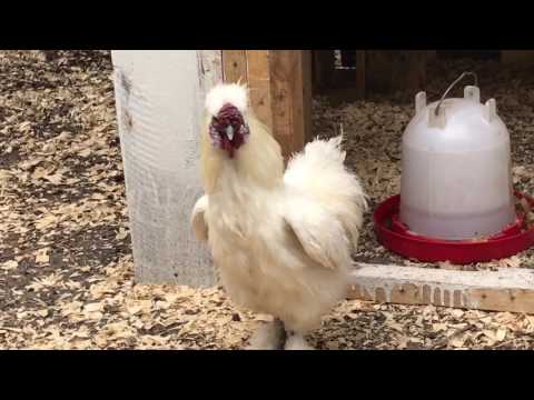 Why White Chickens Turn Yellow