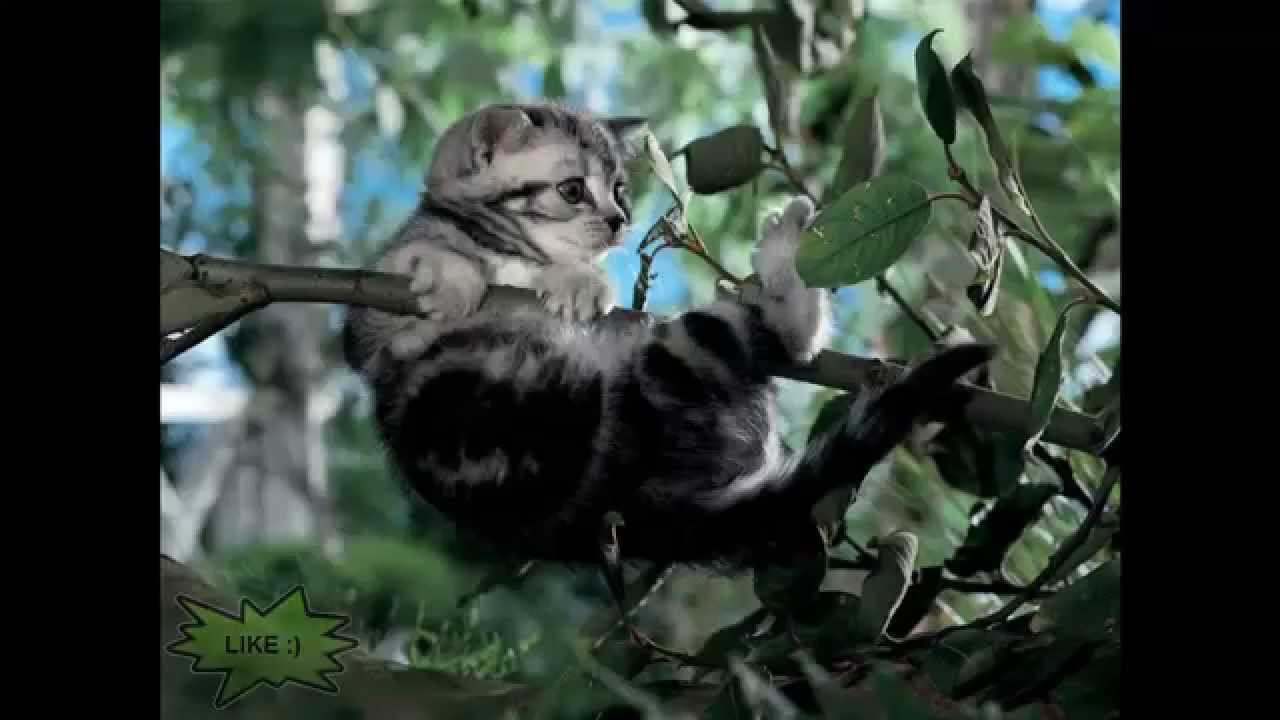 HD Wallpapers with a cute Cats! [PART 1]  Download link in description!