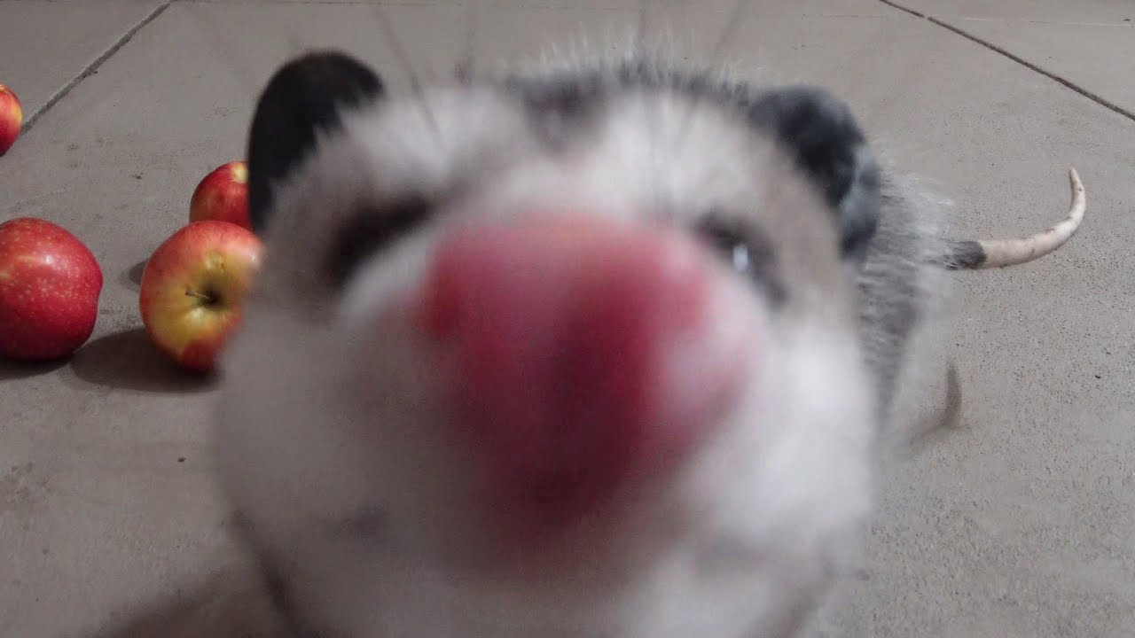 Camera Sniffs, Cheez-Its, And Apple Theft