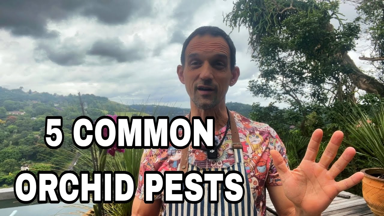 How to identify and treat Most common Orchid Pests