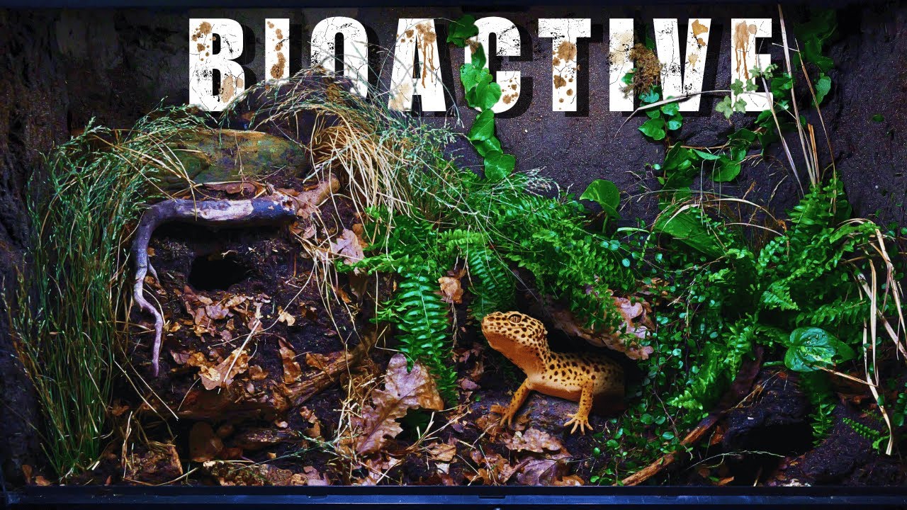 Bioactive Vivarium For a Leopard Gecko 