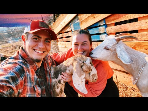 Meet Our NEW Goats! + Family Tries Goat Milk For FIRST TIME