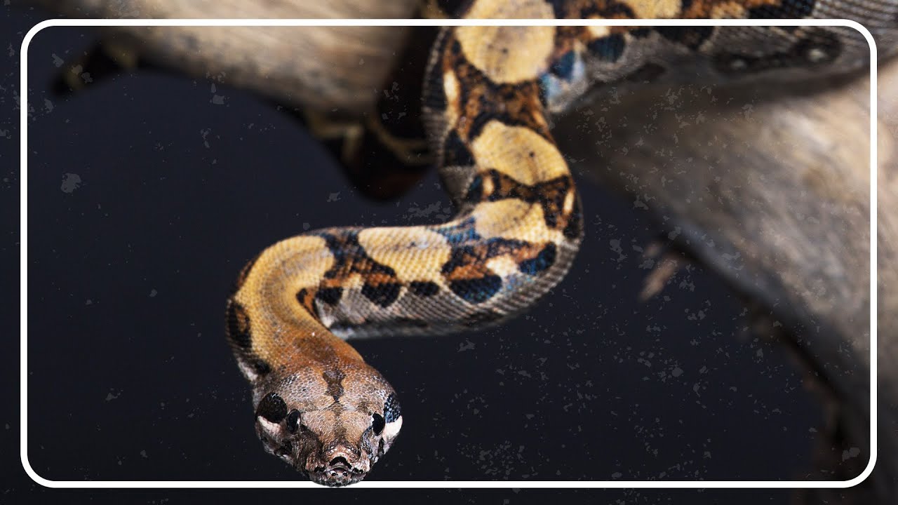 Python Attack! When A Snake Strikes Back | Python Hunters | The Reptile Room