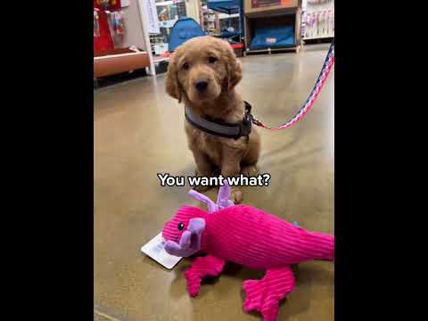 Mom Spoils with Two Toys from PetSmart! #petsmart #dogtoys #fok