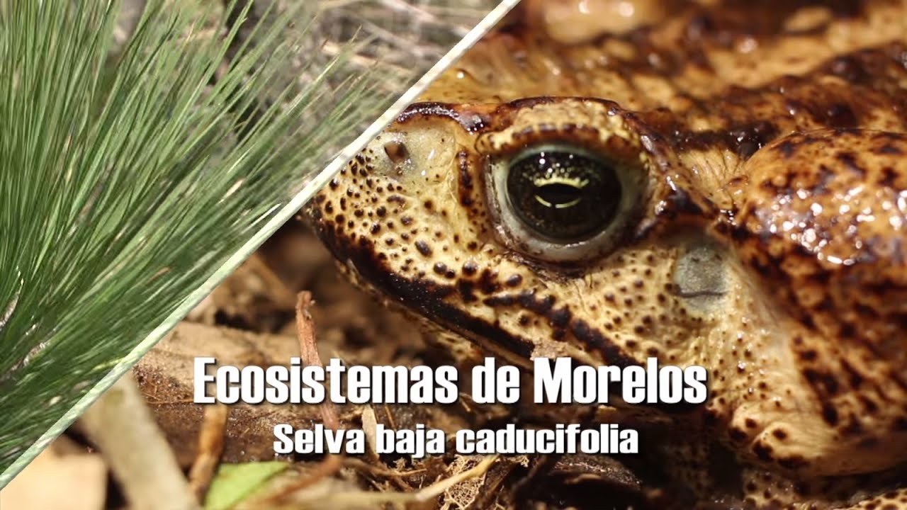 Biodiverse Mexico - Baja Deciduous Forest (English subtitles)