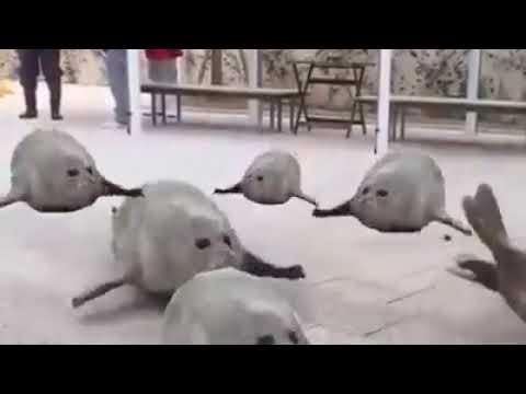 Steam Community :: Video :: Focas random