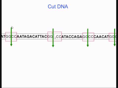 DNA Profiling