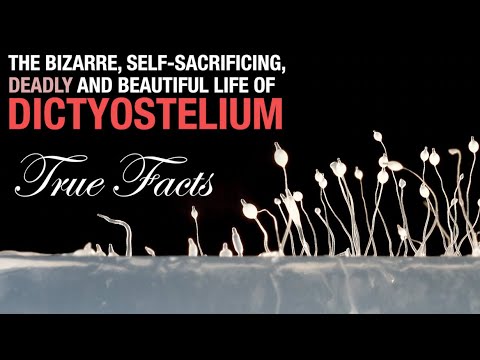 Video: True Facts about the slime mold