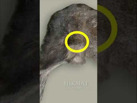 kastoori कहाँ पायी जाती है ? where musk is found in deer? #shorts #ytshort #trending
