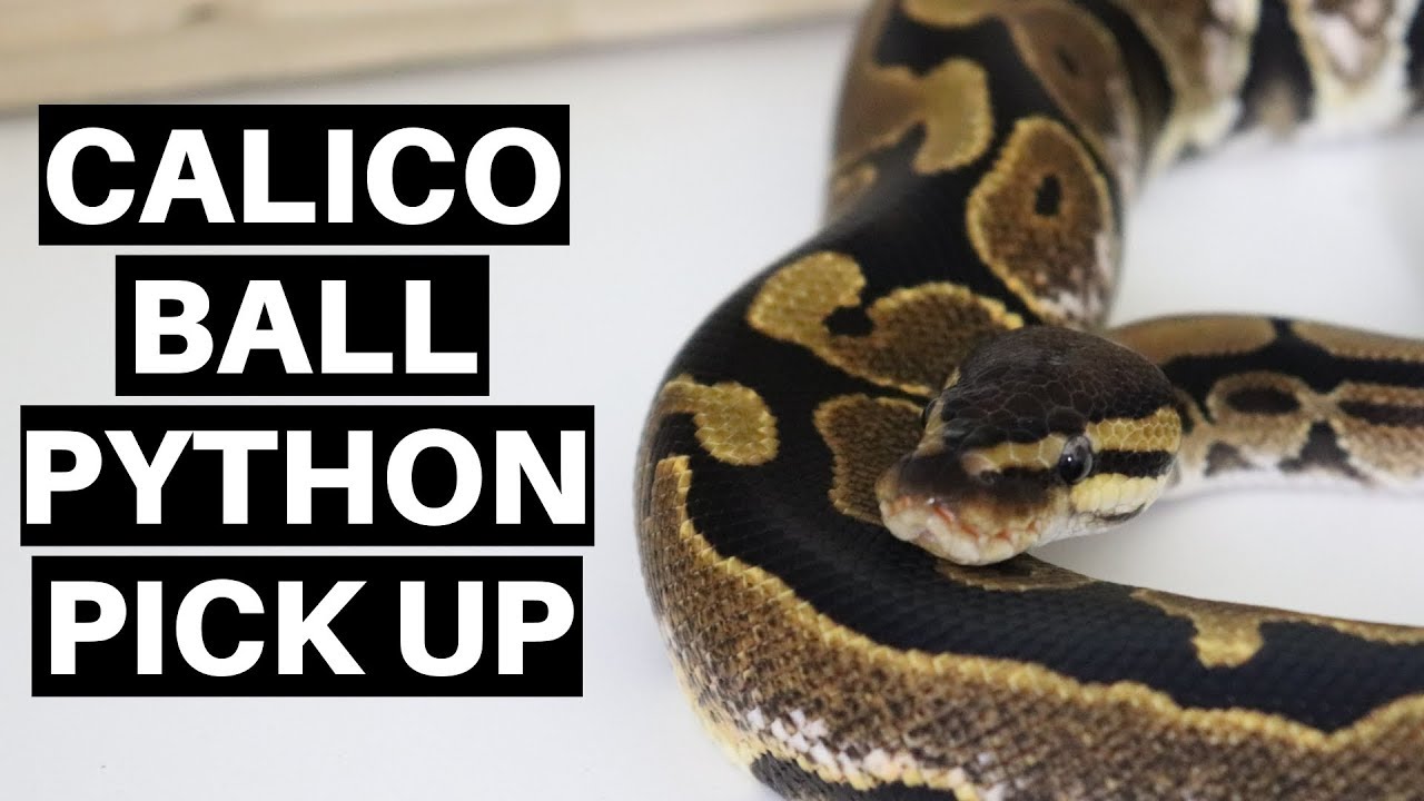 NEW Calico Ball Python Pick Up - Benjamin's Exotics