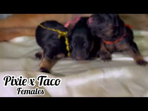 Pixie's Newborn Female German Shepherd Puppies!