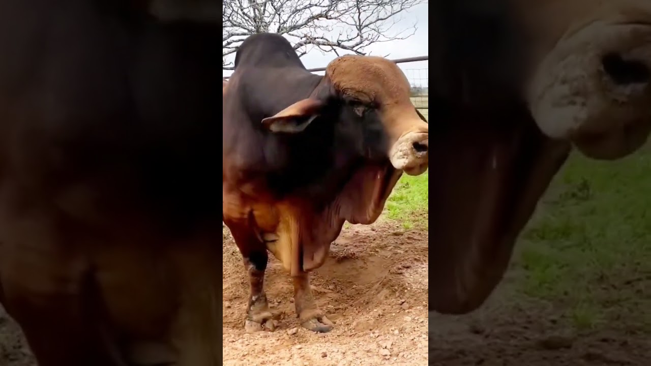 Sound of a massive Brahman bull #cow #brahman #animals #shorts