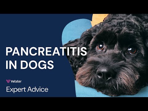 Pancreatitis in Dogs: Symptoms, Treatment & What You Need to Know