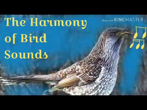 The Harmony of Bird Sounds - Varied thrush (Ixoreus naevius)