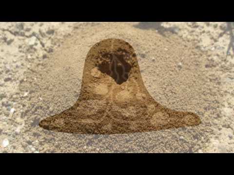 Meaning of Anthill