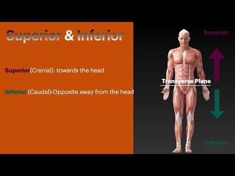 Anatomical position/Anatomy and Physiology