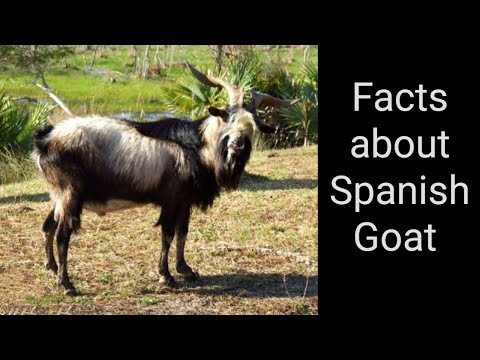 Facts about Spanish Goats 🐐🐐