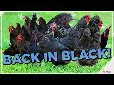 Discover 14 Unique Black Chicken Breeds: A Comprehensive Guide