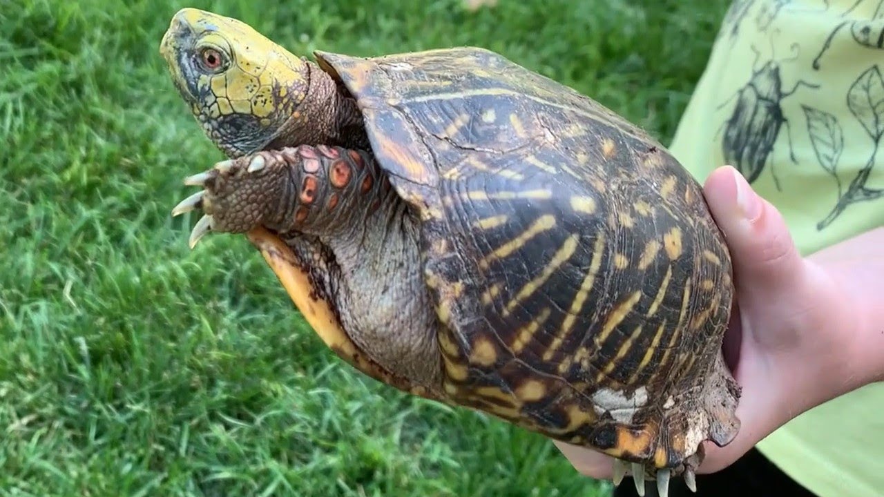 Ornate Box Turtles, Episode 26, Season 2