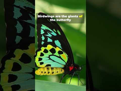 #9 Birdwing | Worlds Most Beautiful Butterflies