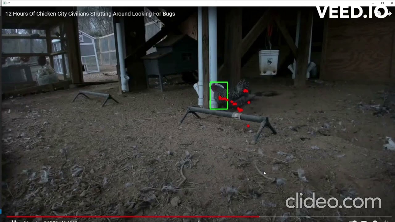 Chicken behavior analysis demos.