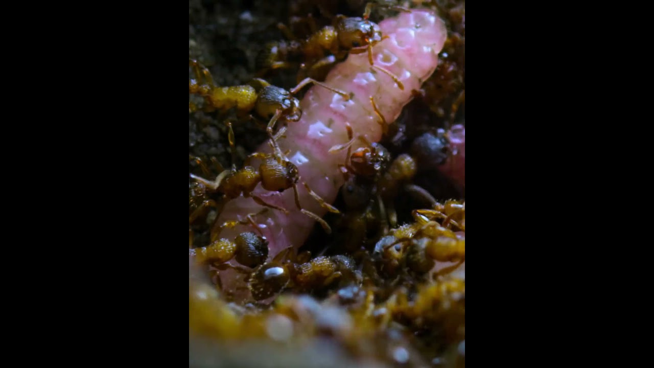An insignificant caterpillar can destroy an entire ant empire.#animals #nature #earth #caterpillar
