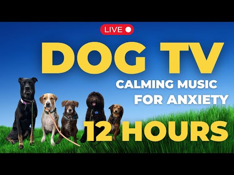 DOG TV: Relax Your Dog LIVESTREAM