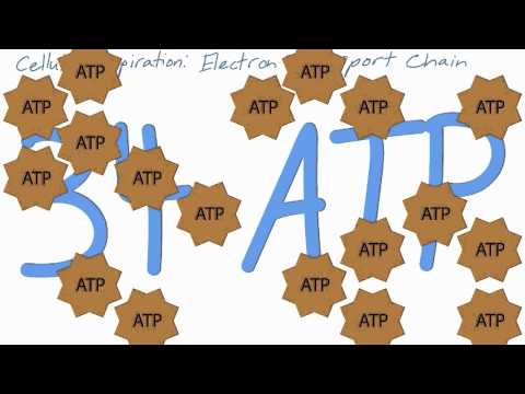 Cellular Respiration and Fermentation