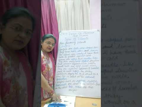 STD 5 TYPES OF ANIMALS AND PLANTS NON FLOWERING PLANTS CONIFERS