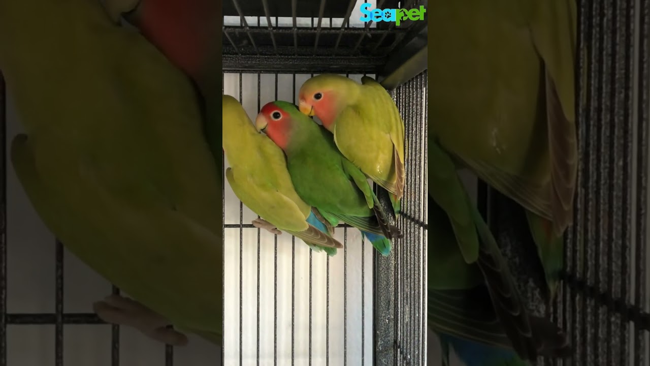 AGAPORNIS CANTANDO
