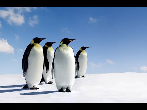 Penguin Meaning