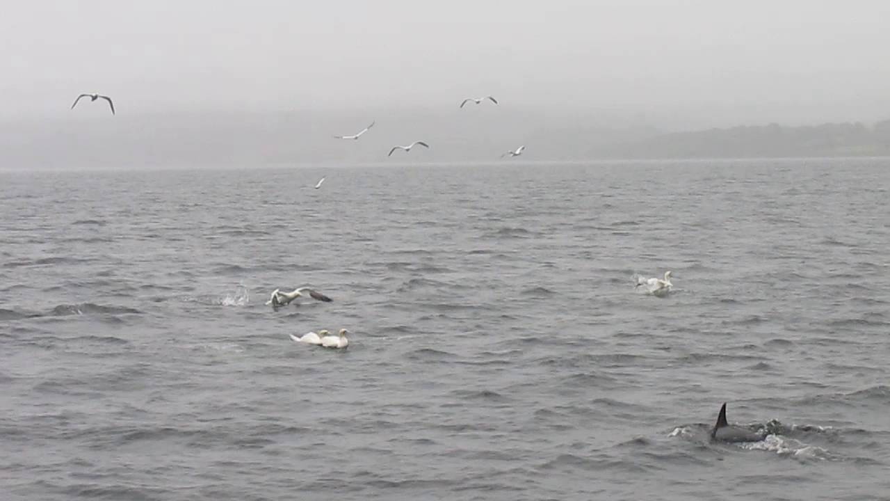 Outstanding Diving Gannets & Dolphin Display!! - Wild Atlantic Way