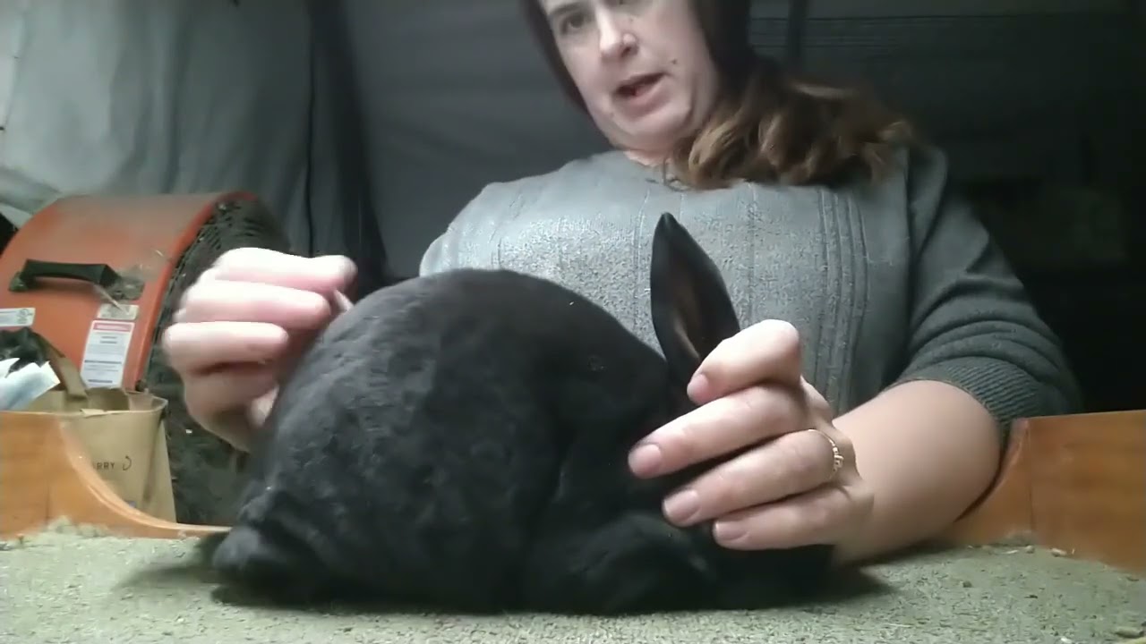 Evaluating a Litter of Rex Rabbits, 7 weeks