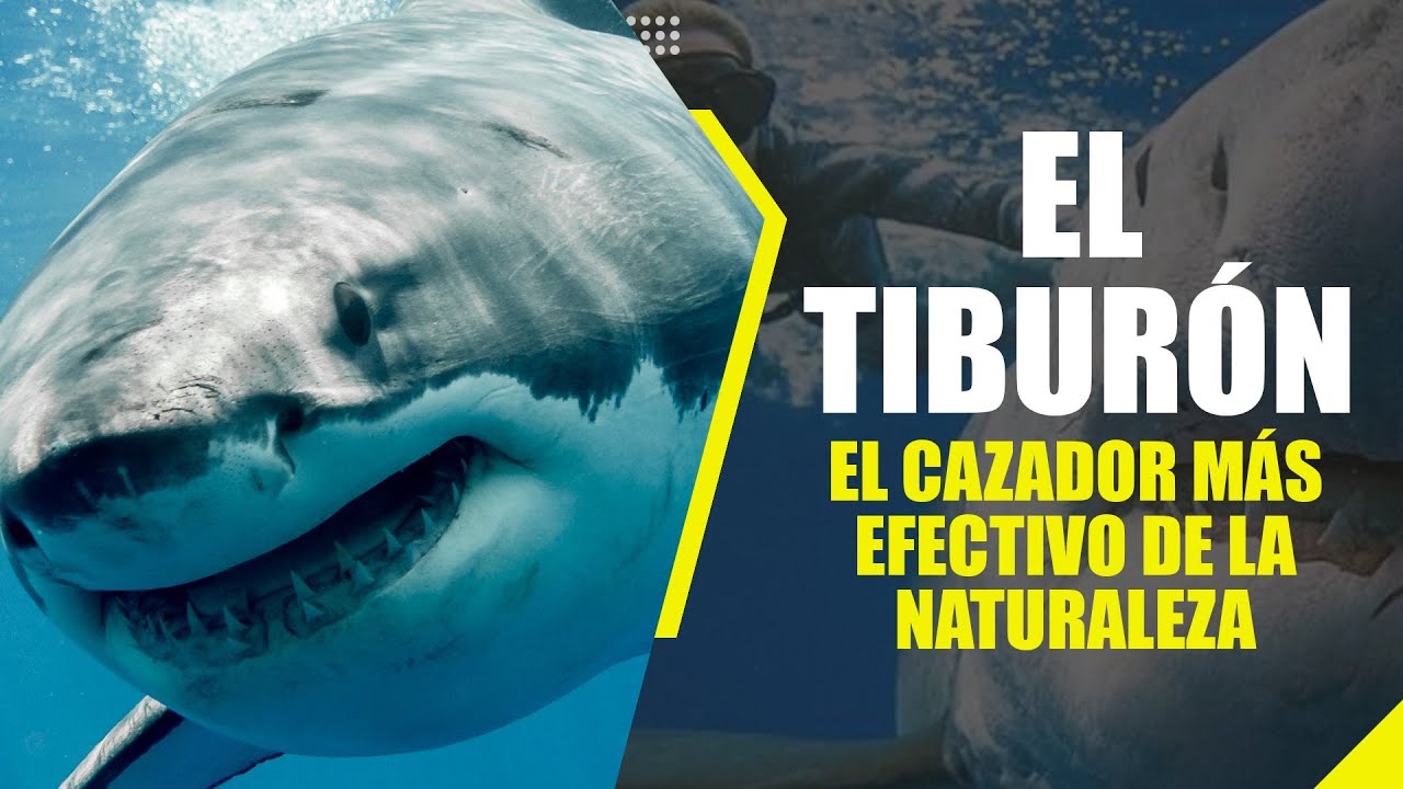 Los Tiburones Documental | Conociendo a los Depredadores Marinos
